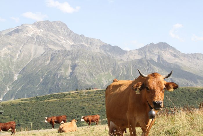 Gallerie – Ferme du Mont Forchat